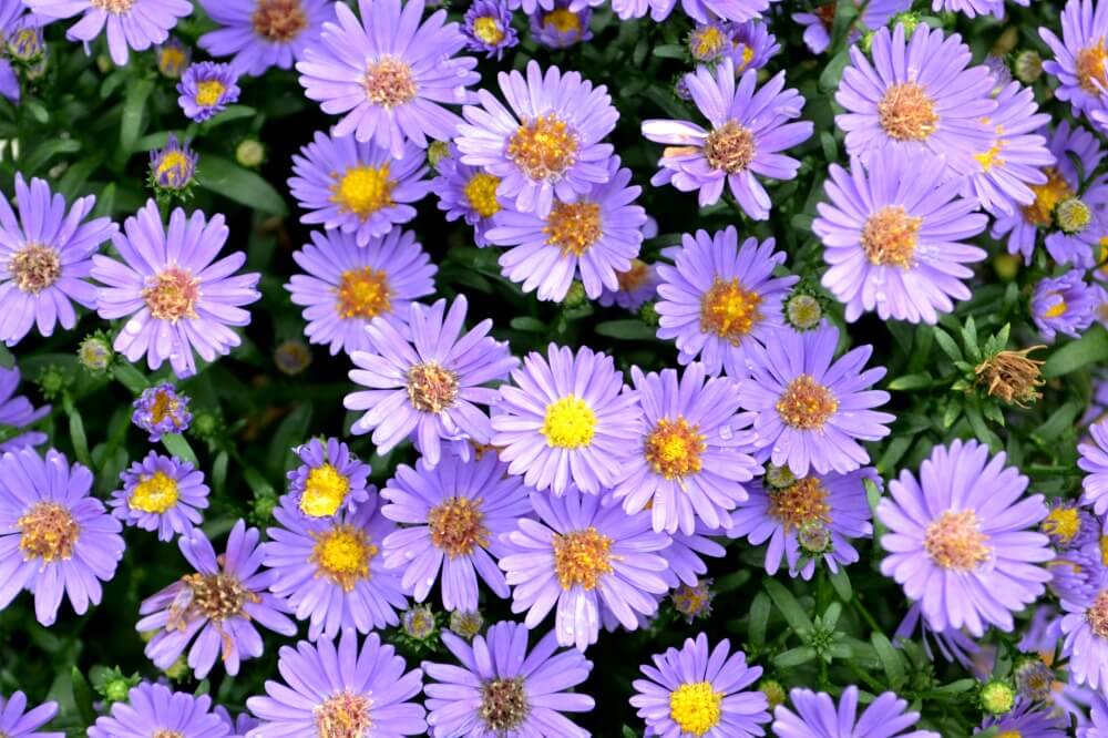 Top 10 Fall Perennial Plants | Fairview Garden Center