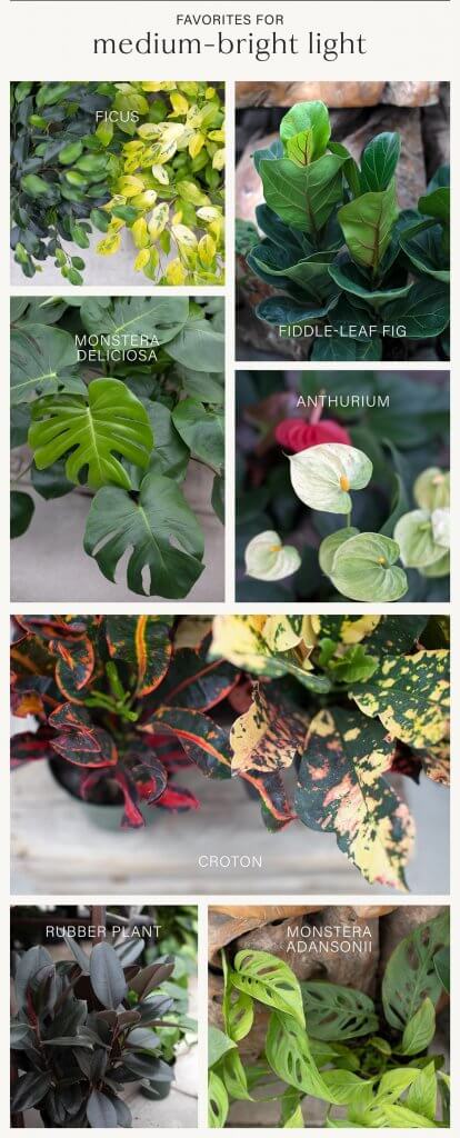 Light Levels for Houseplants | Fairview Garden Center