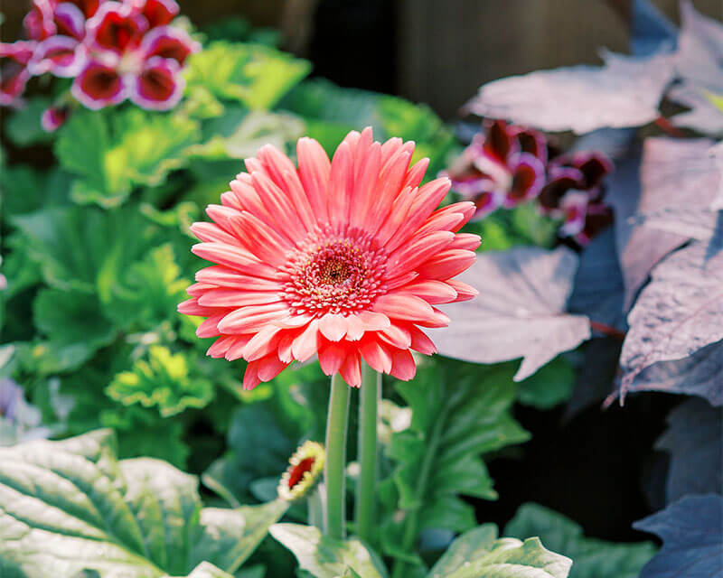 Trees & Shrubs | Fairview Garden Center | Raleigh
